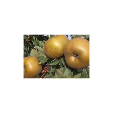 MELA RENETTA - Pianta da frutto frutta Foto Reali Mela Nobile