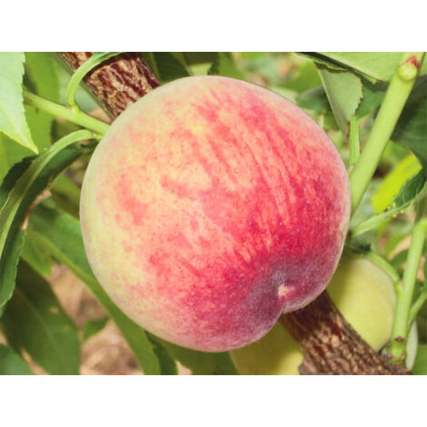 Pesco Michelini (Prunus persica) - Pianta Albero di da frutta frutto ...