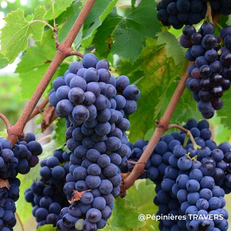 Vigne 'Isabelle' (Vitis x alexanderi 'Isabella')