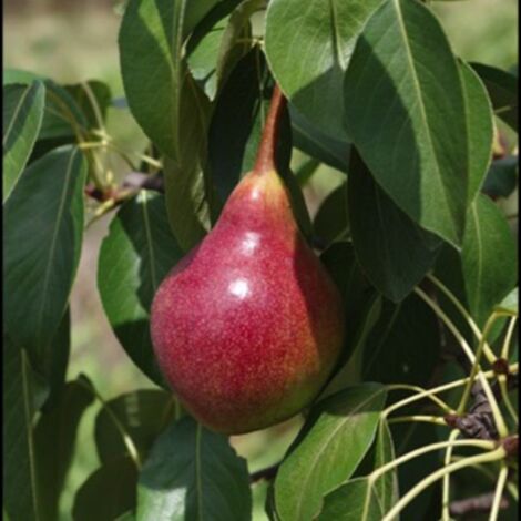 Poirier 'Williams Rouge' (Pyrus communis 'Williams Rouge' ®)