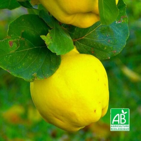 Cognassier 'Champion' BIO (Cydonia oblonga 'Champion')