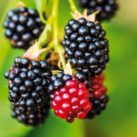 Mûre 'Triple Crown' (Rubus fruticosus 'Triple Crown')