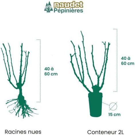 Rosier 'Gros Provins Panaché' (Rosa 'Gros Provins Panaché')