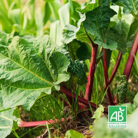 Rhubarbe 'Victoria' BIO (Rheum x hybridum 'Victoria')