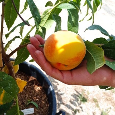 Pêcher nain 'Peach Me Yellow' ® Grocivac (Prunus persica 'Peach Me ...