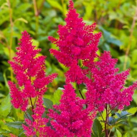 3 Astilbes Du Japon 'Montgomery' (Astilbe Montgomery Japonica Group)