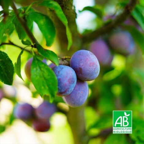 Prunier 'Quetsche d'Alsace' BIO (Prunus domestica 'Quetsche d'Alsace')