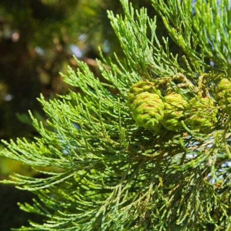 Sequoia géant (Sequoiadendron giganteum)