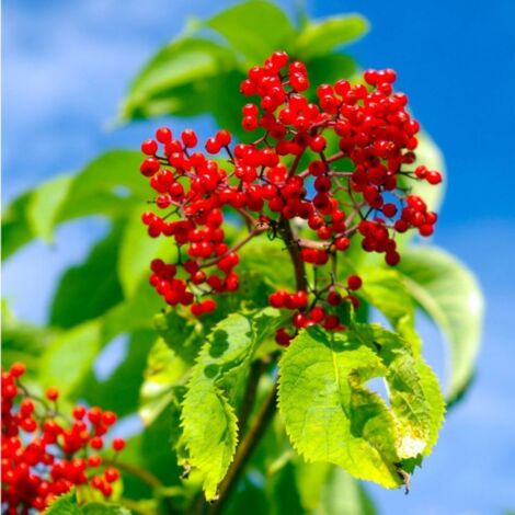 Sureau rouge (Sambucus racemosa)