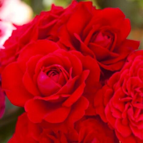 Rosier 'Mona Lisa'