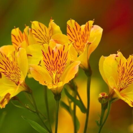 3 Alstroemères 'Layon' (Alstroemeria 'Layon')