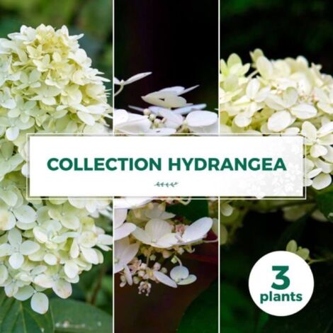 Collection 3 Hydrangea