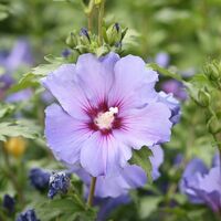 Althéa Commun (Hibiscus Syriacus)