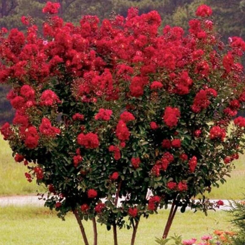Lagerstroemia Indica Dynamite a cespuglio in vaso ø24 cm h.1,5 mt ...