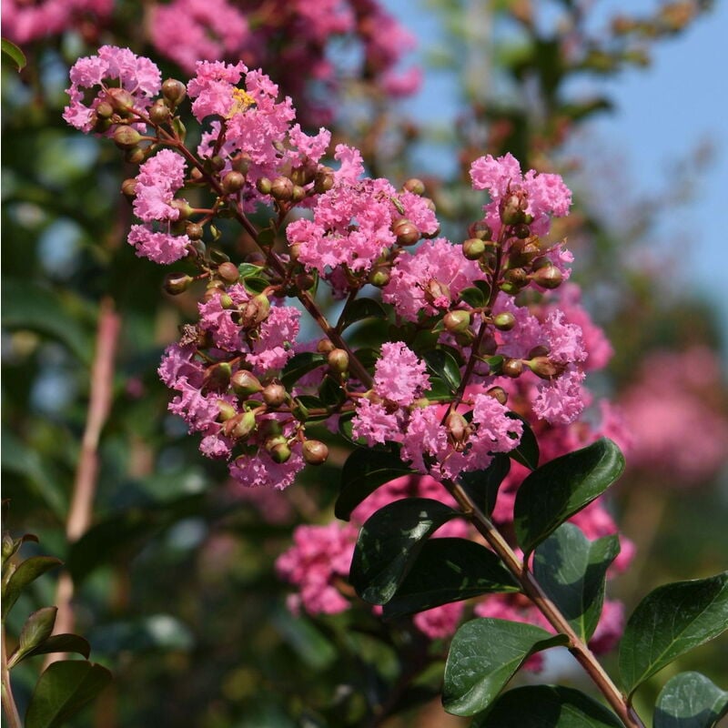 Lagerstroemia Indica Rossa 'Caroline Beauty' Pianta In Vaso 13 Cm ...