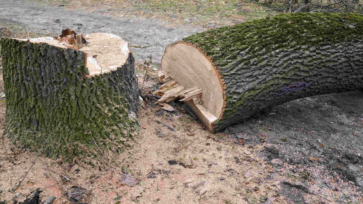 Einen Baum fällen: So geht's