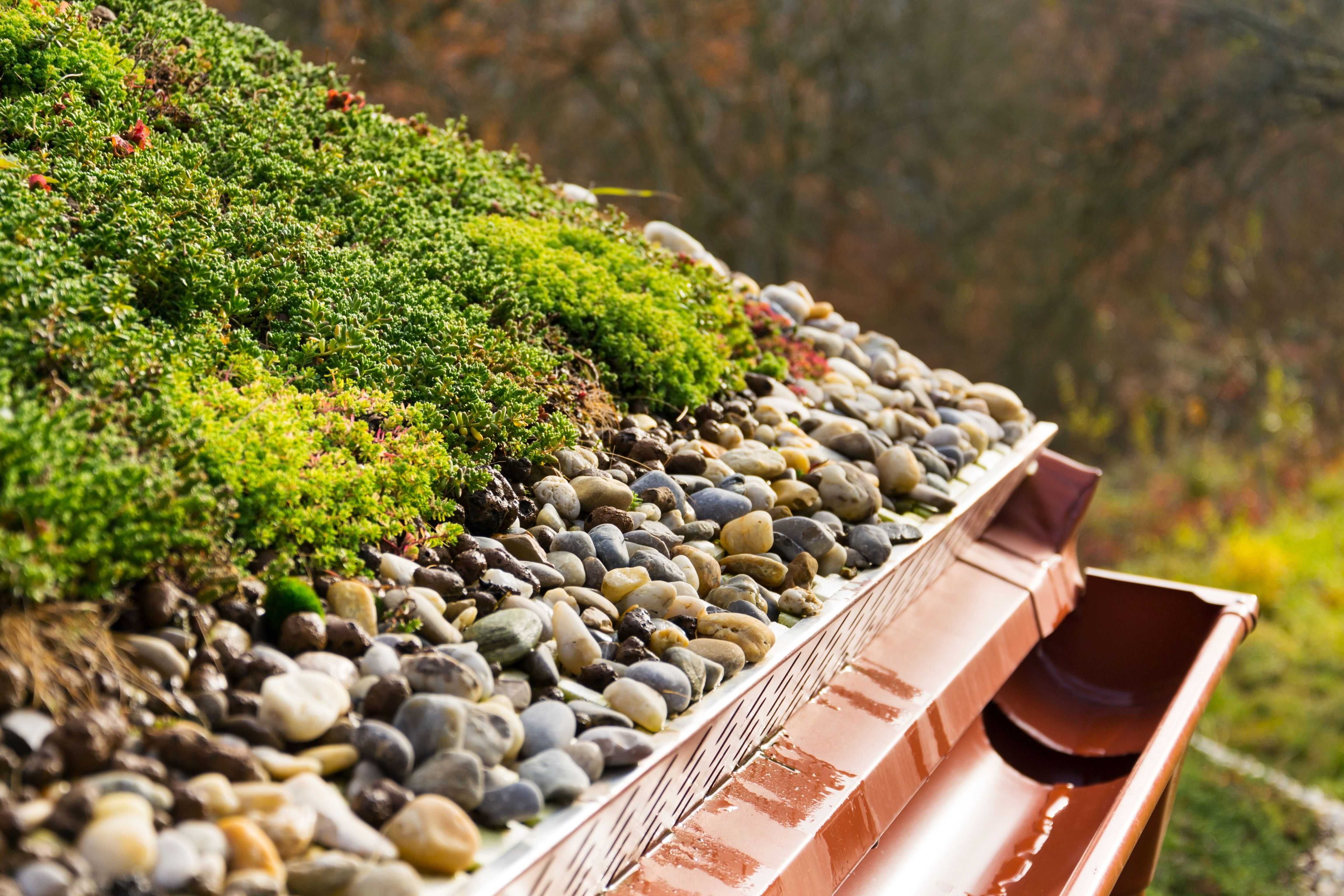 How to grow a green roof