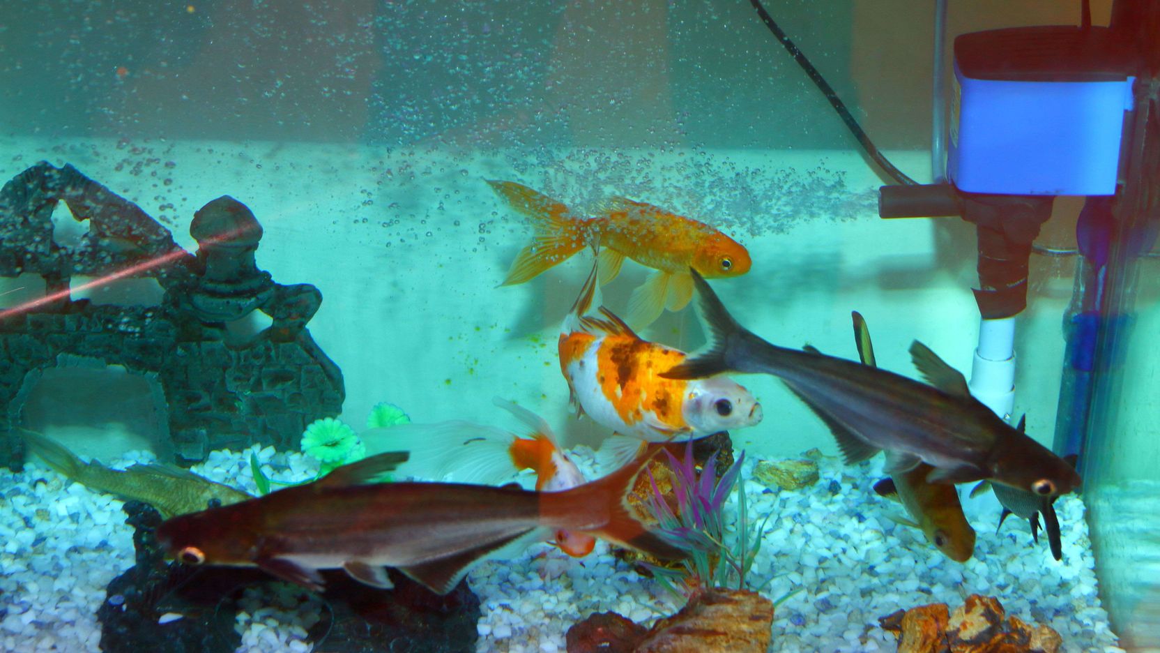 Wave maker buying guide