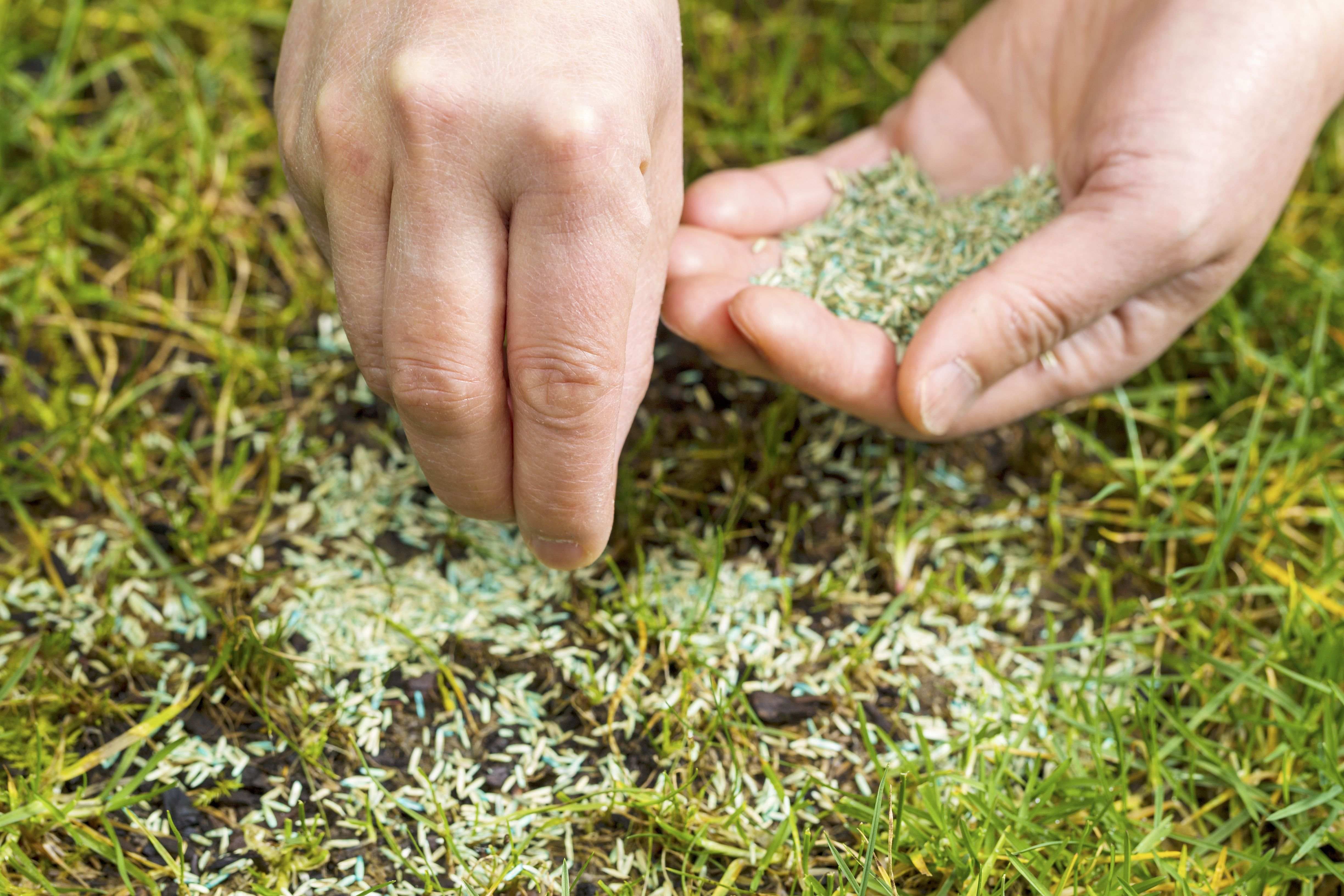 How to reseed a lawn
