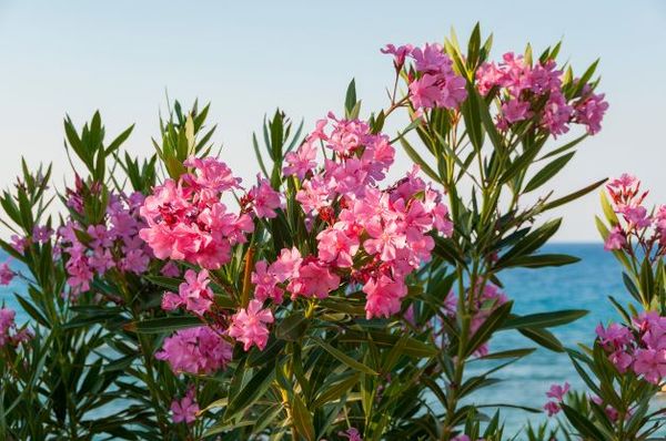 Come coltivare una pianta di oleandro