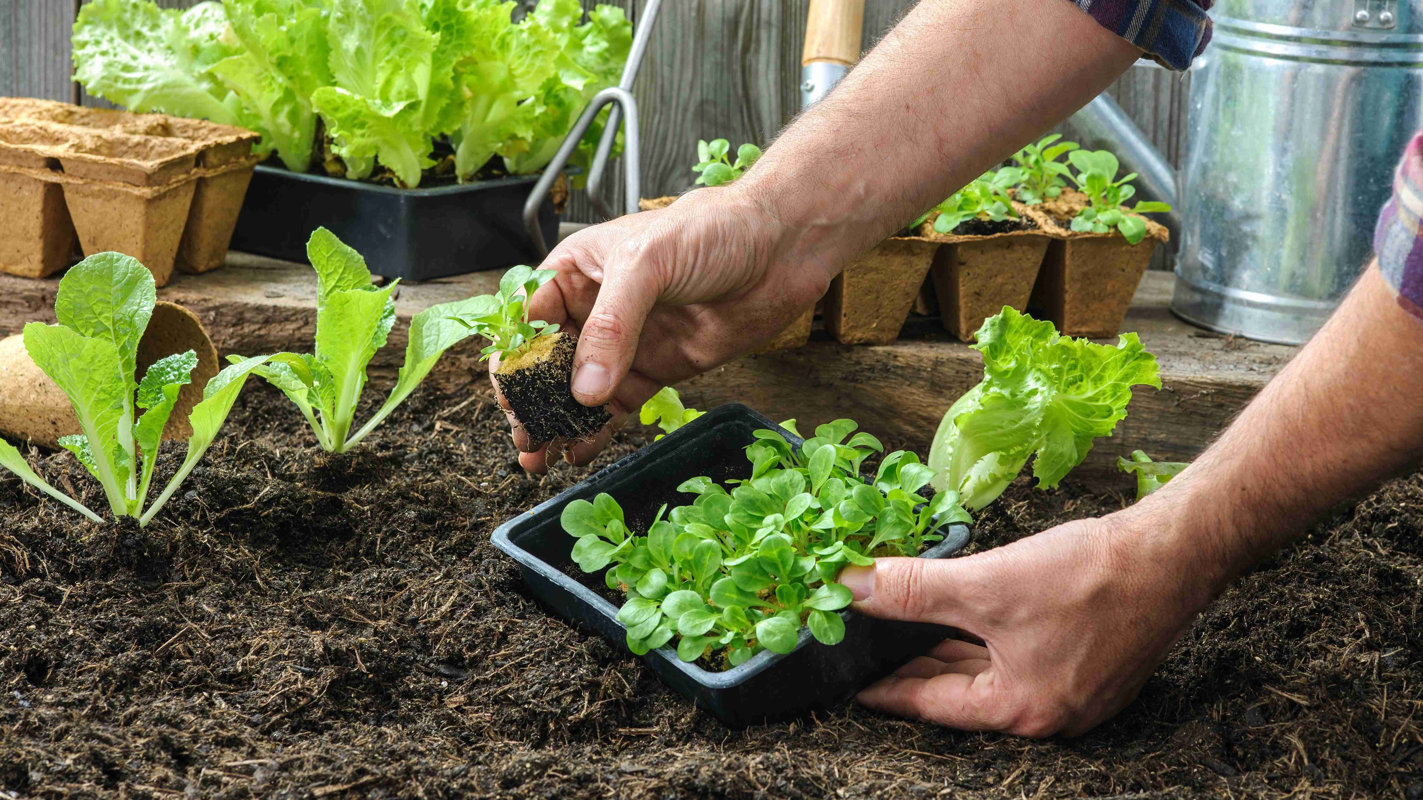 Quando preparare le semine