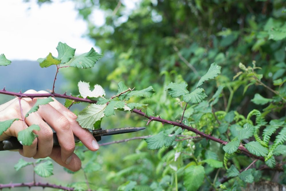 ¿Cómo tratar las zarzas?