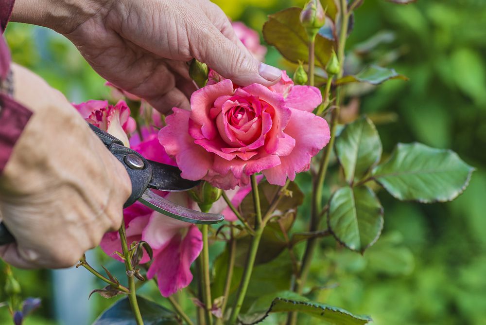 How to prune roses