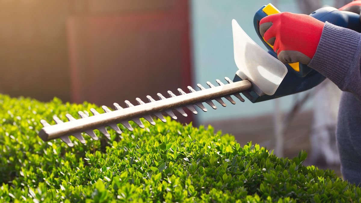 Hedge trimmer buying guide