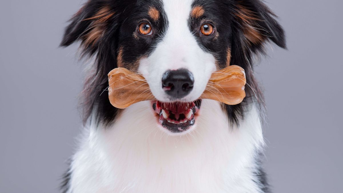 Dog chew buying guide