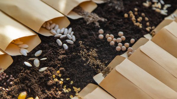 Comment choisir ses graines de potager