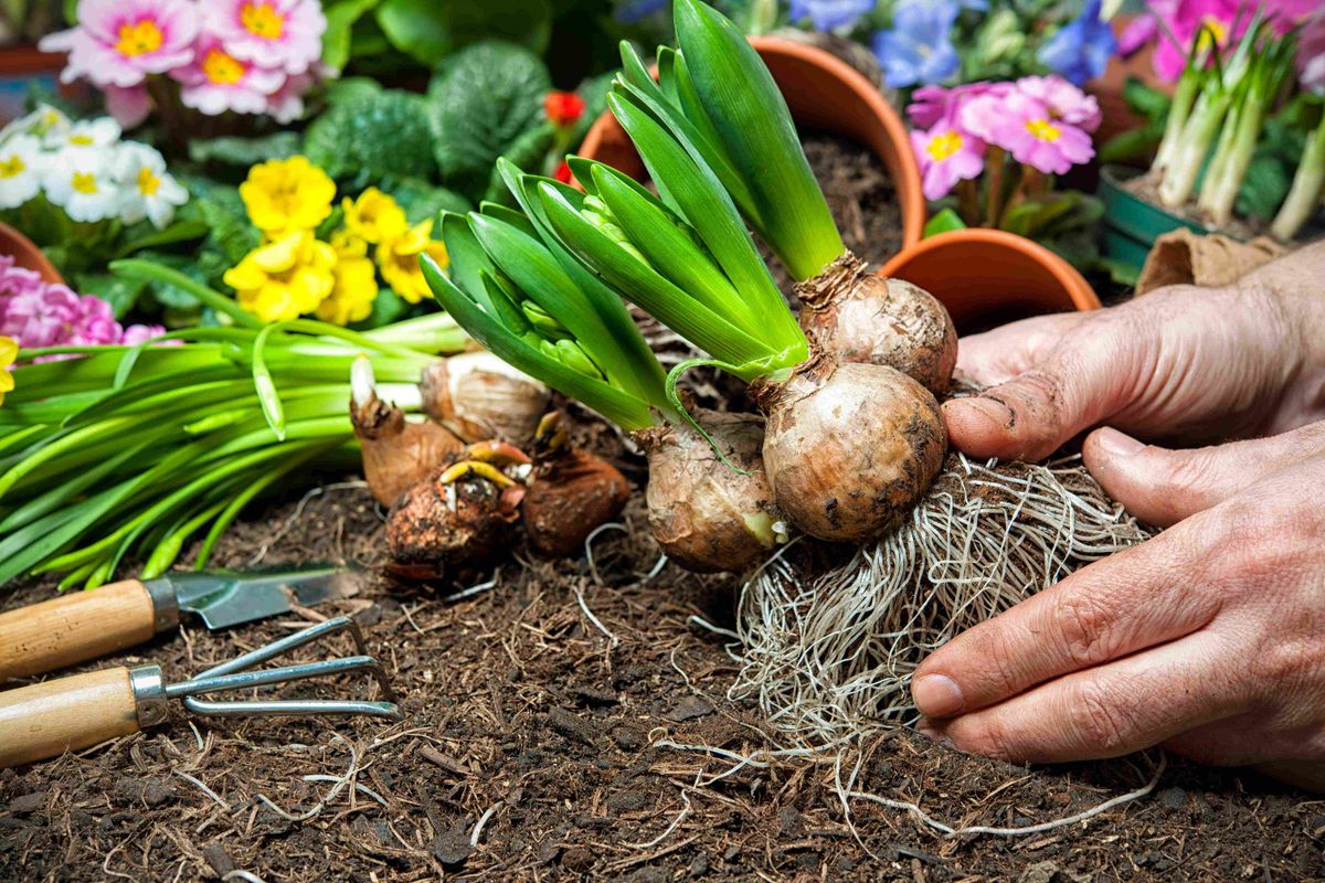 Comment choisir des bulbes de fleurs