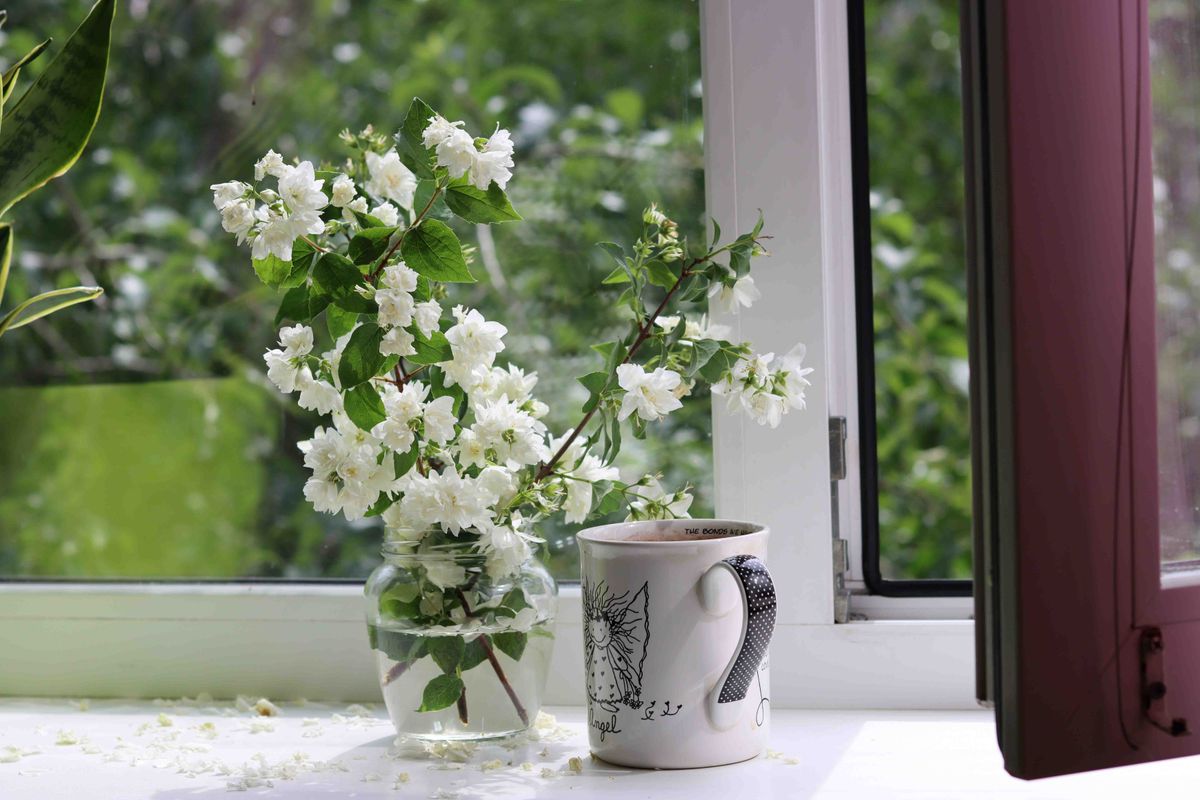 Come coltivare il gelsomino