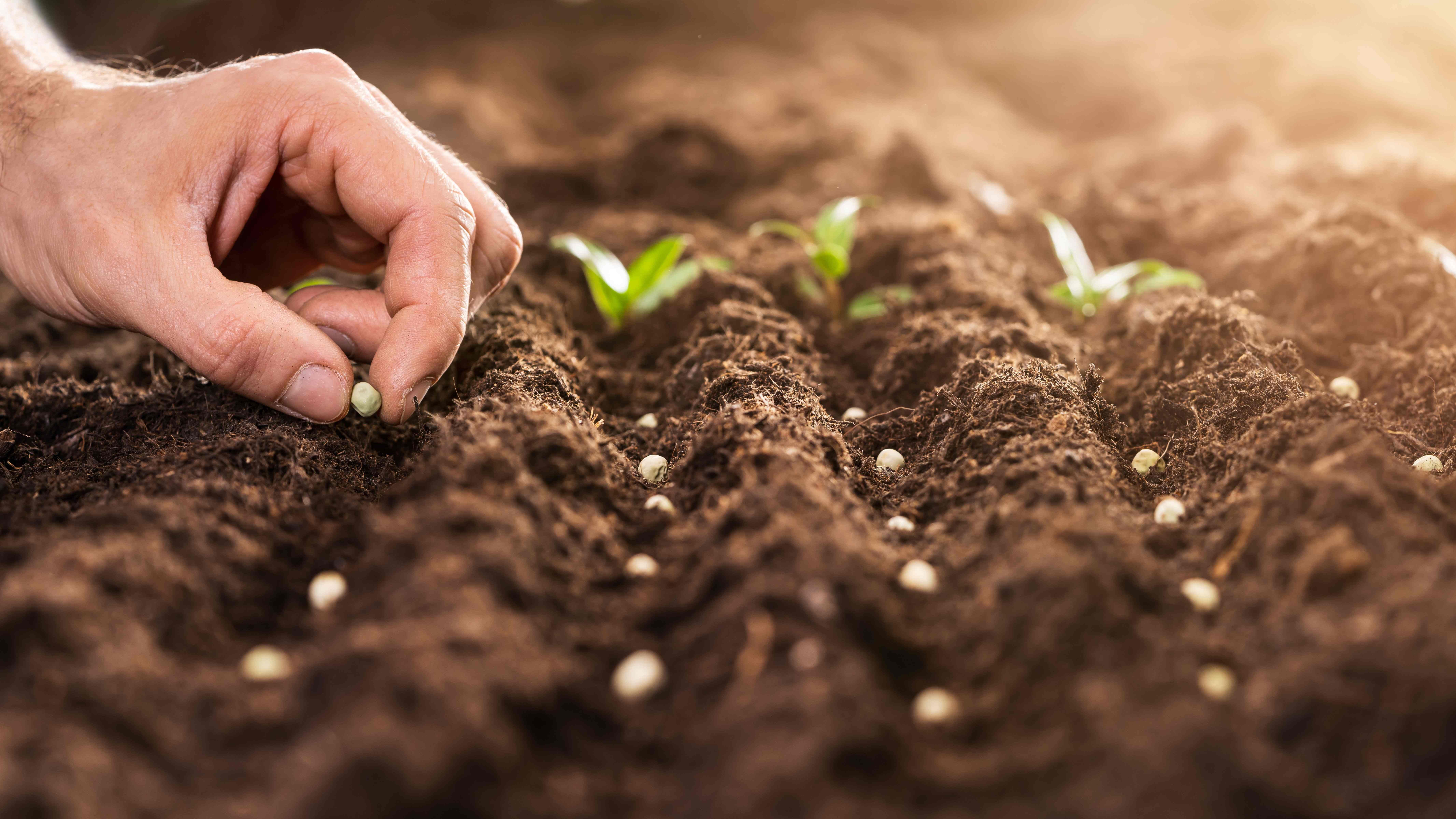 How to grow from seed