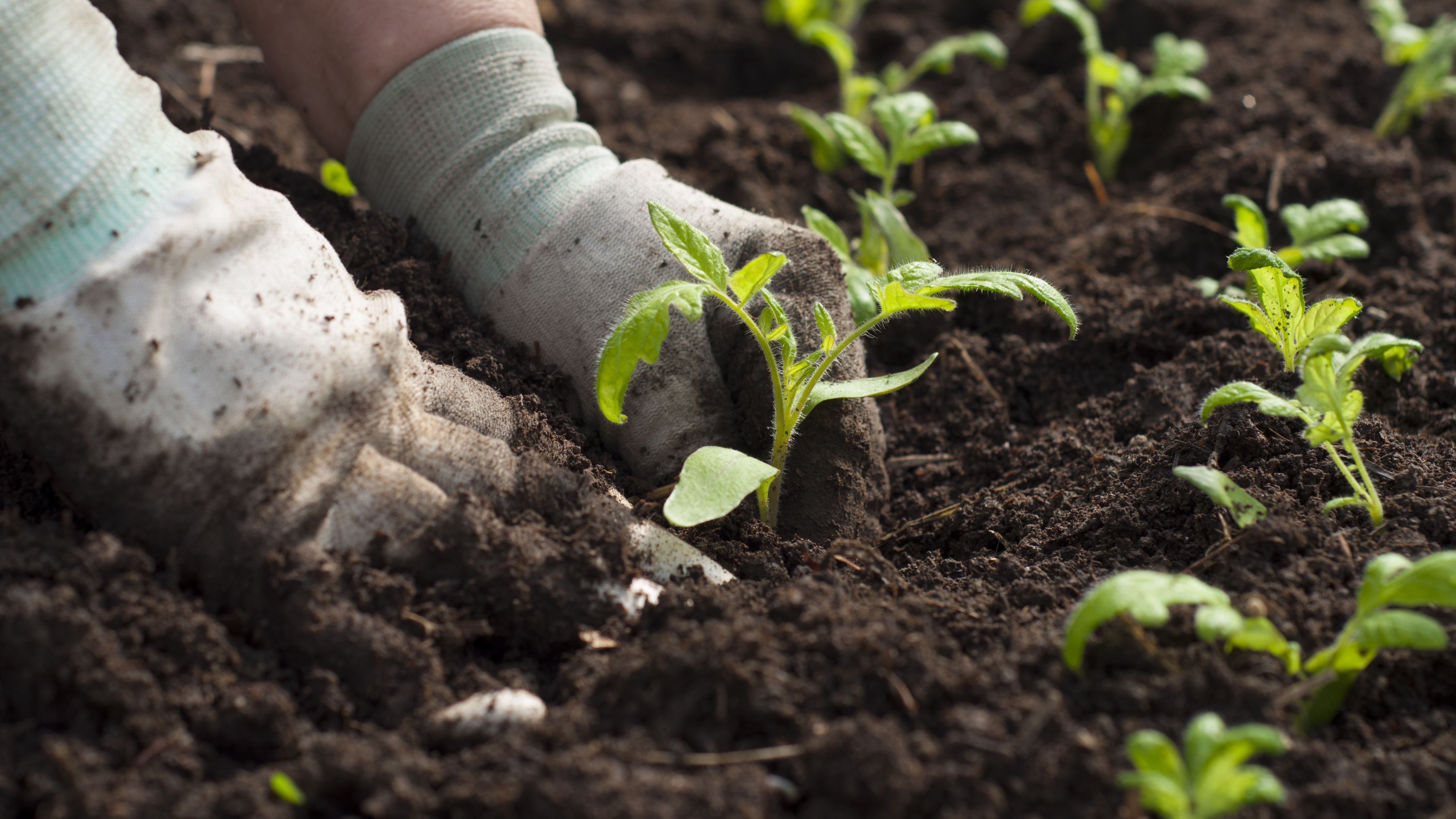 What to plant and sow in March