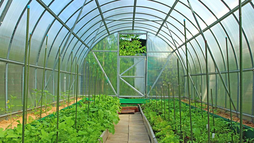 Polytunnel buying guide