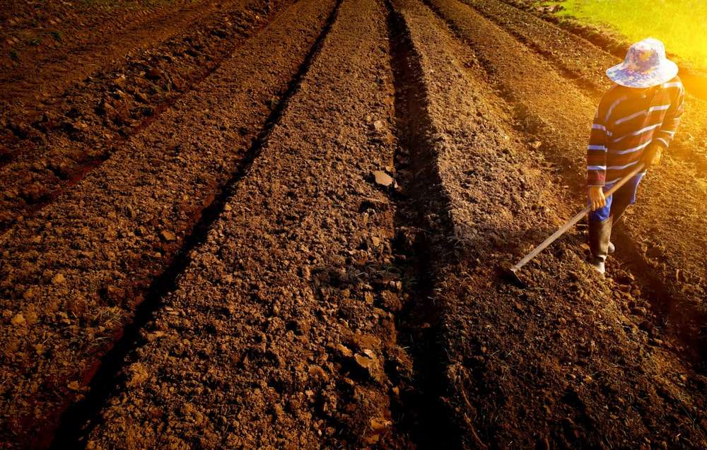 ¿Cómo elegir una azada?