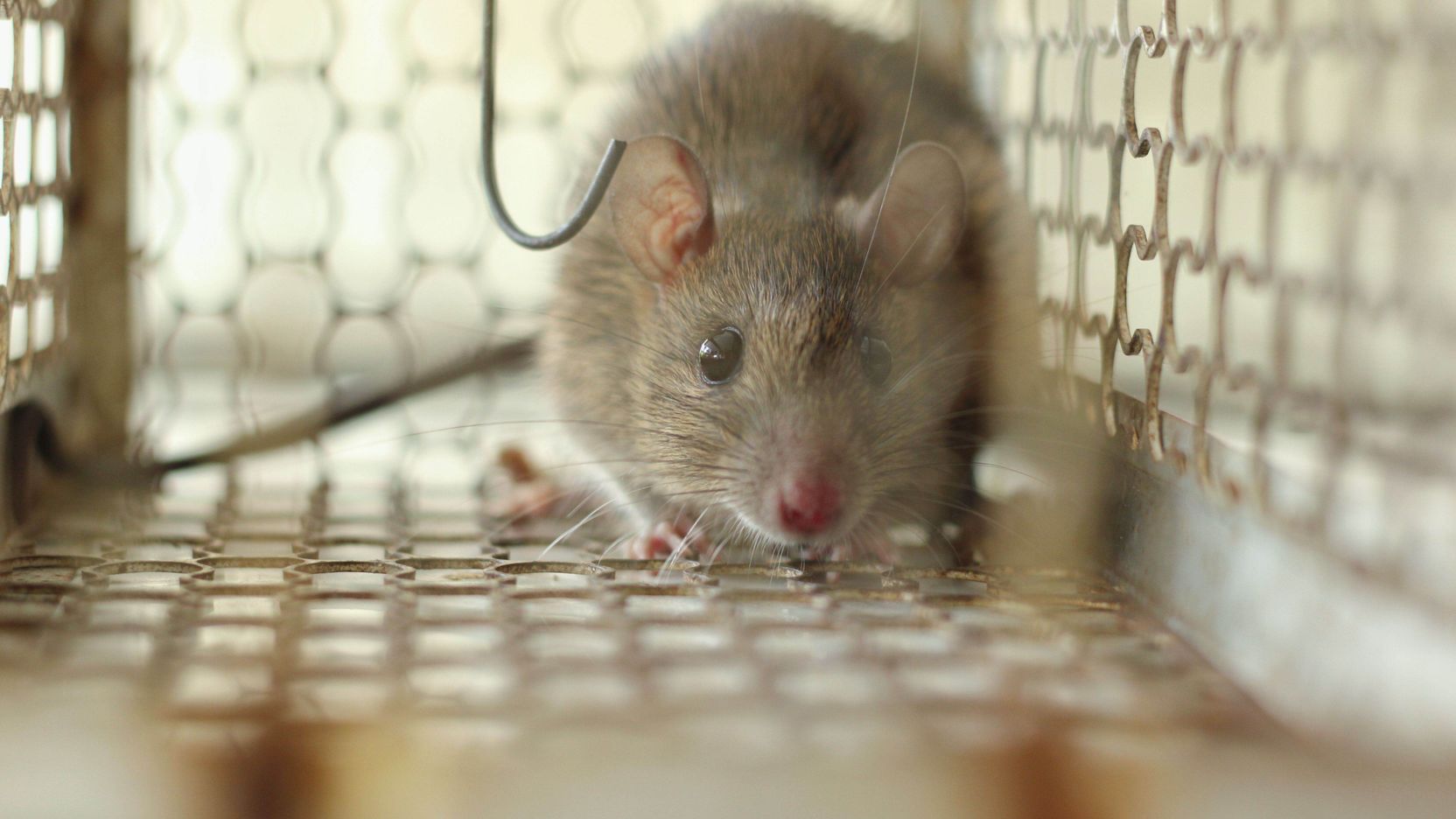 Comment attraper une souris
