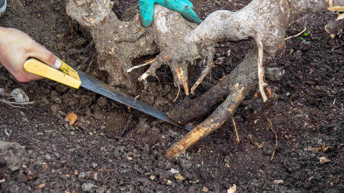 ¿Cómo eliminar el tocón de un árbol?