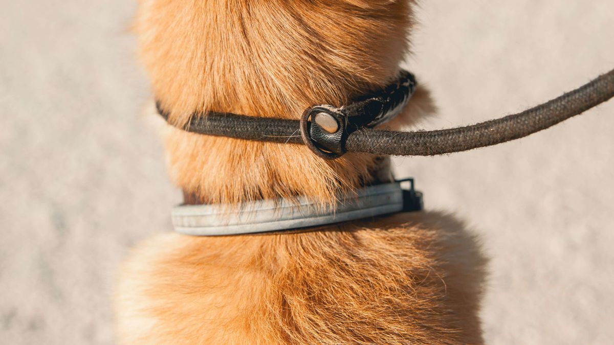 Comment choisir un collier de dressage pour chien
