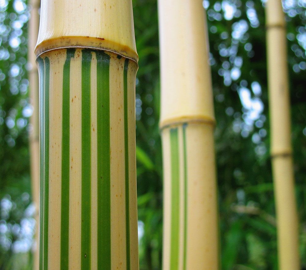 How to grow bamboo