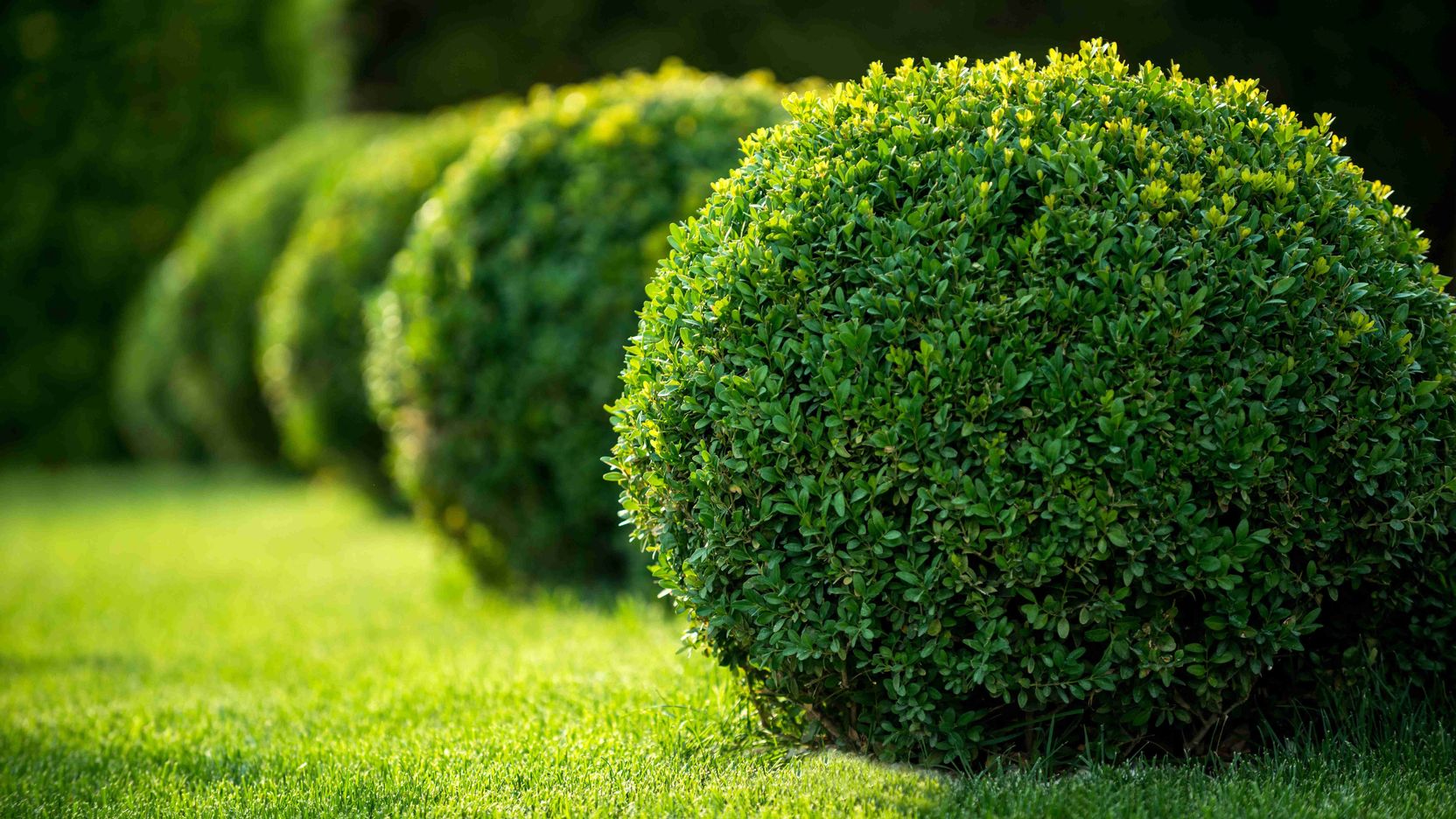Best alternatives to box hedging for UK gardens