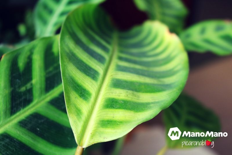Cuidados de la Calathea