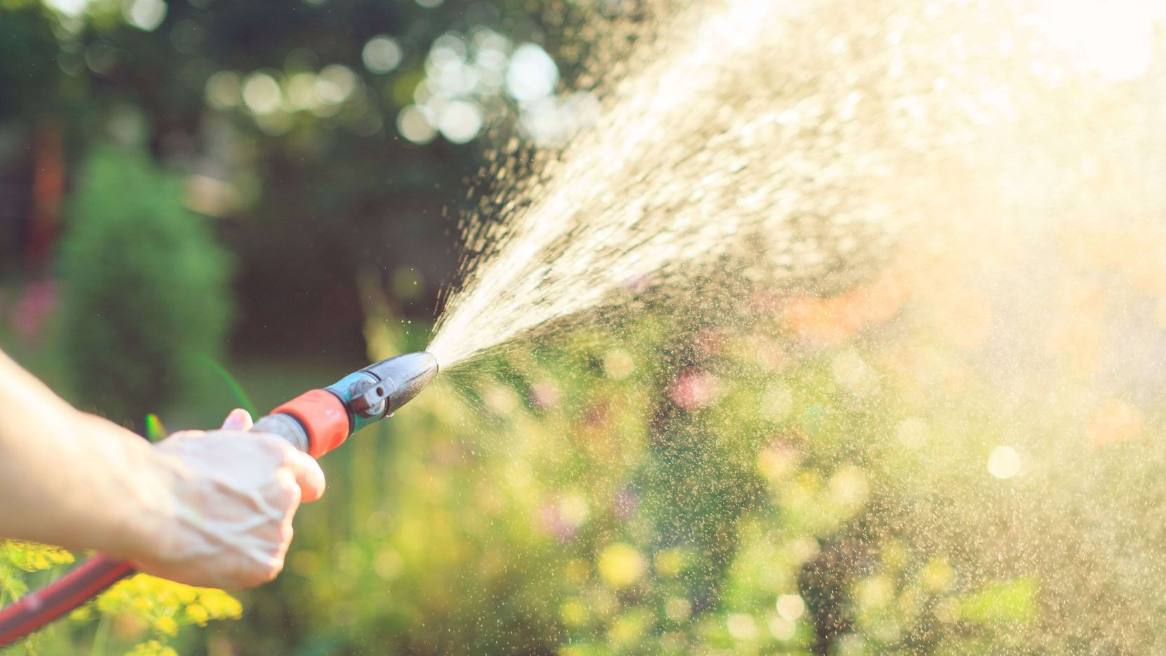 Cómo y cuándo regar el jardín