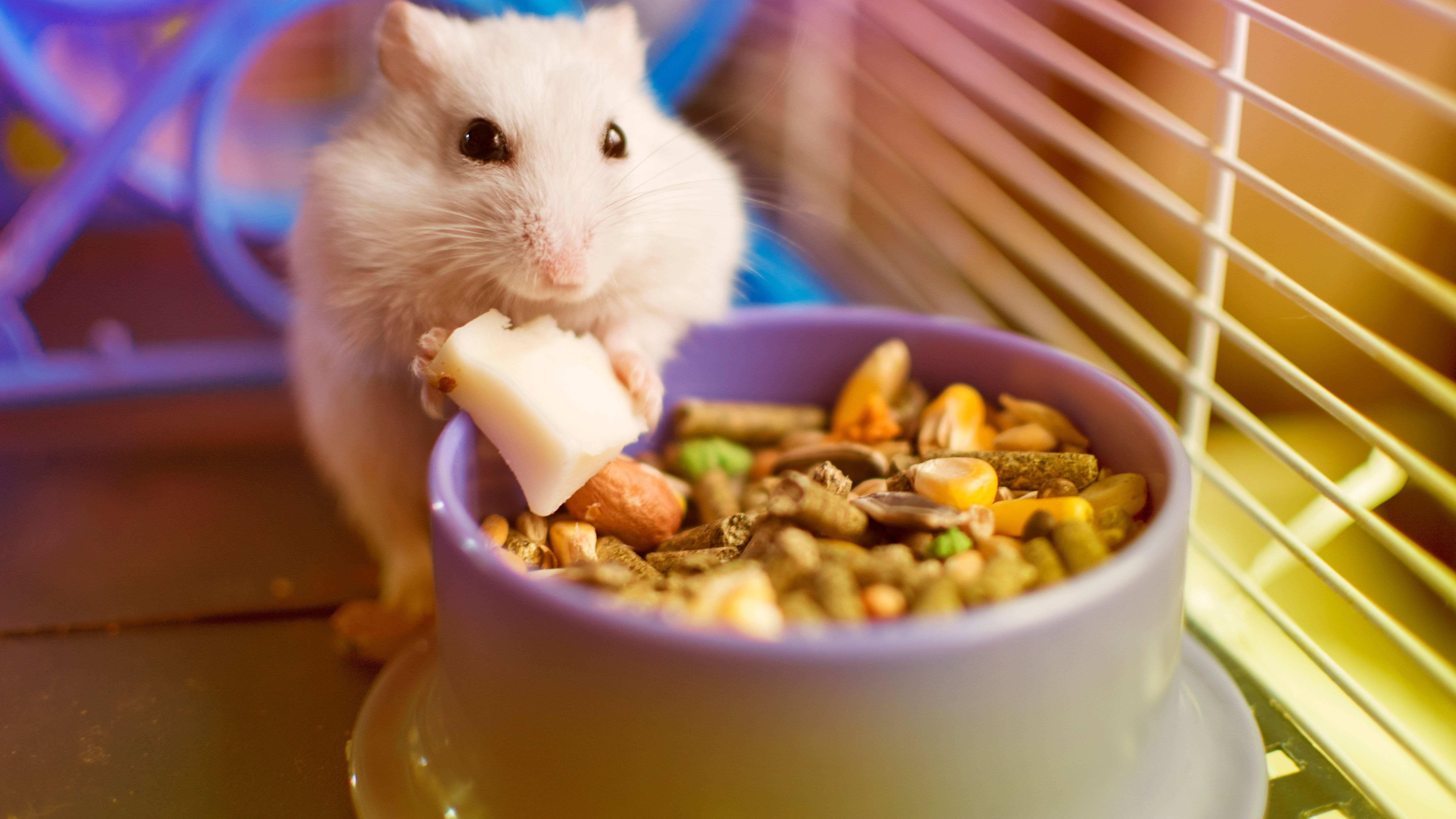 What to feed your pet rodent