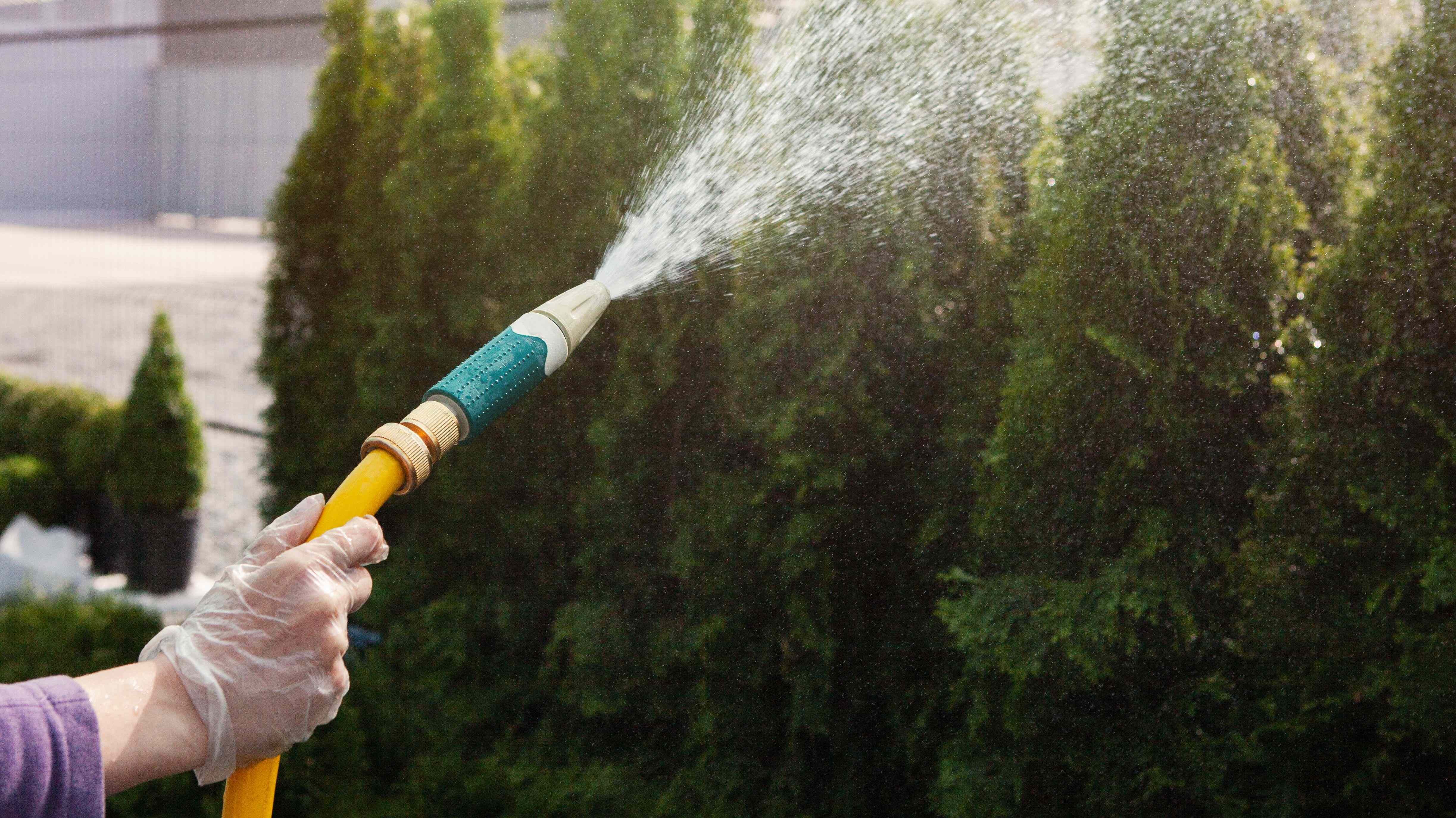 How to water your hedges properly?