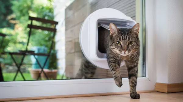 ¿Cómo elegir una gatera?