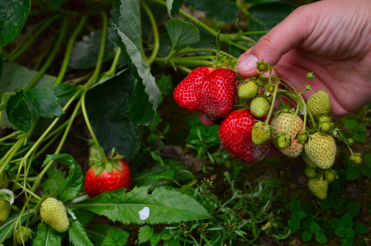 How to choose your strawberry plants?