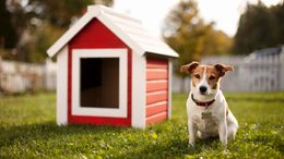 How Much Can You Make Owning A Dog Kennel