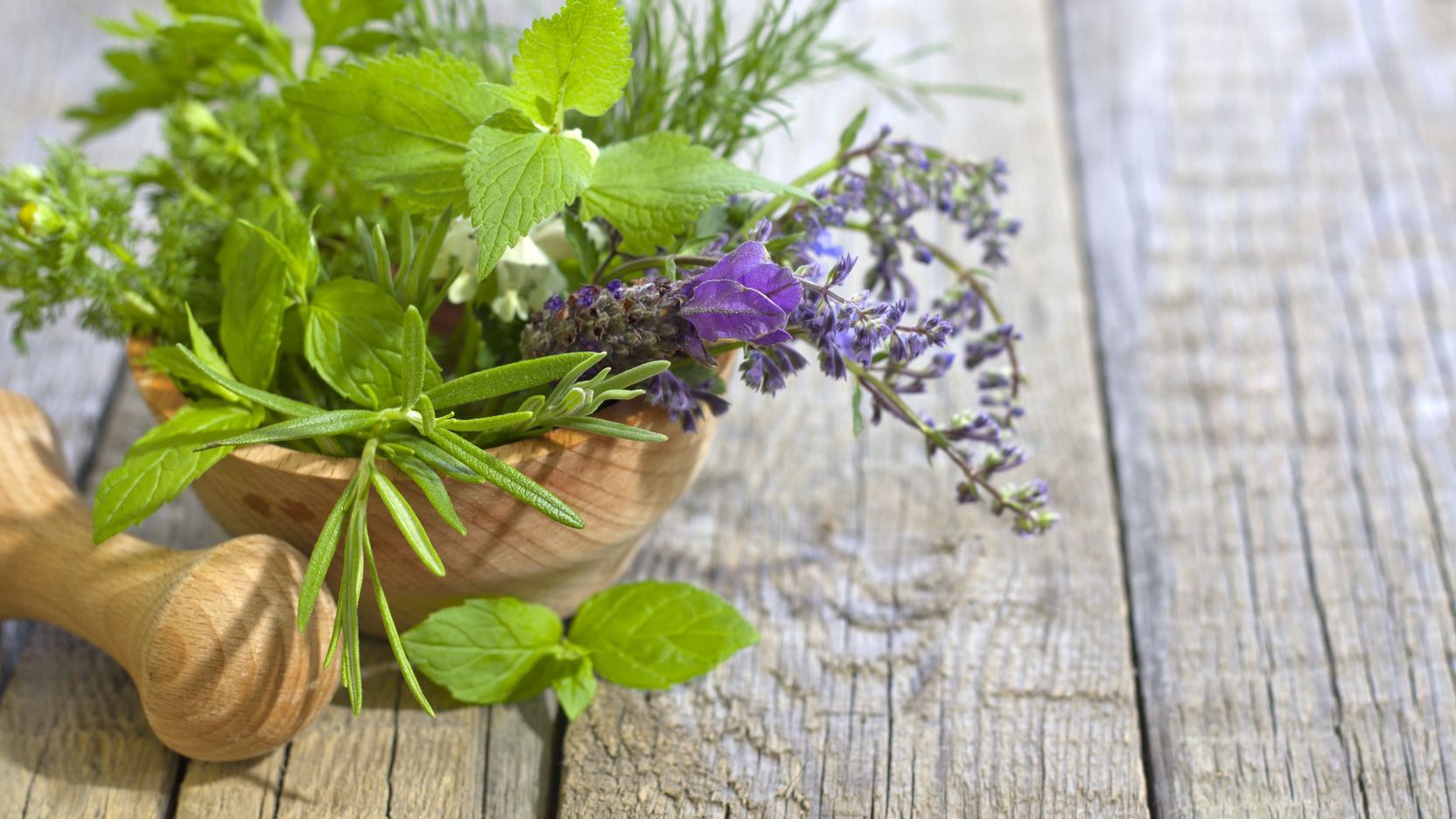 Pest-repelling plant buying guide