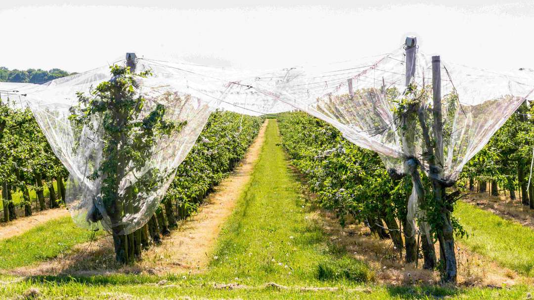 Comment installer un filet de protection anti-insectes